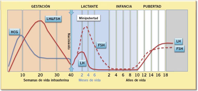 FSH: La Hormona Clave en la Fertilidad y Salud Reproductiva | TODO ...